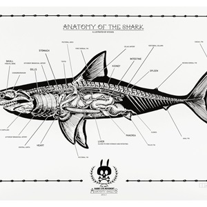 Anatomy Of The Shark: Anatomy Sheet No. 16 (First Edition) by Nychos ...