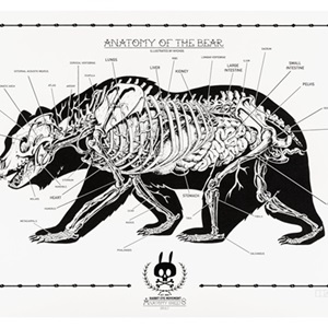 Anatomy Of The Bear: Anatomy Sheet No. 14 by Nychos Editioned artwork ...
