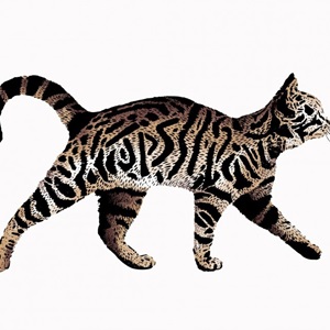 Tag Cat (Main Edition) by JPS Editioned artwork | Art Collectorz