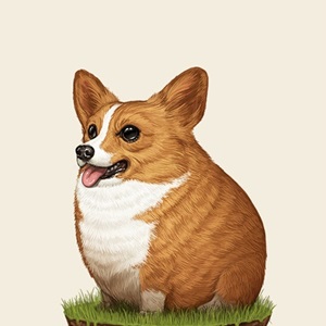 Obese Corgi